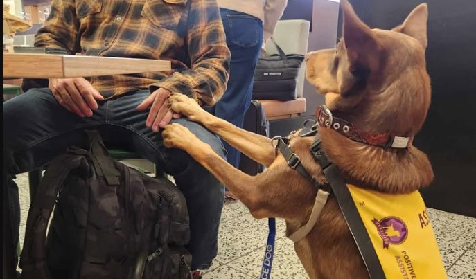 Medical and Diabetic Alerts - Assistance Dogs - Positive Response Dog ...