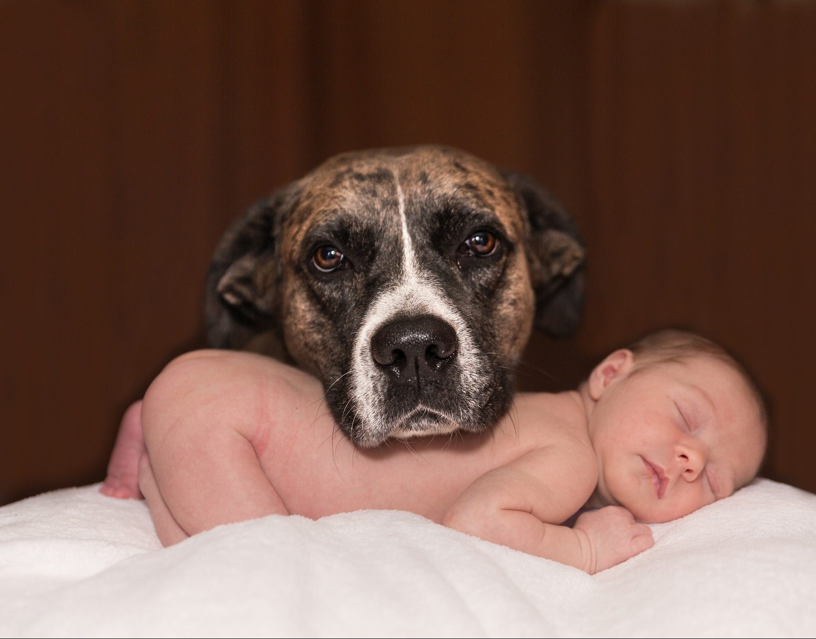 Blog - 12 Steps to safely introduce a new Baby to the “Fur-Family ...